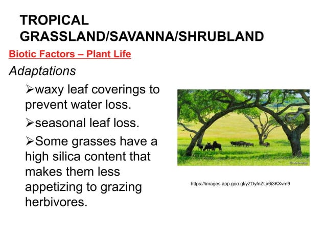 Overview of seven of earth's biomes | PPT