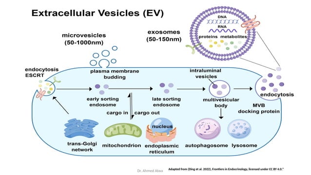 Overview of Stem Cells and Immune Modulation.ppsx