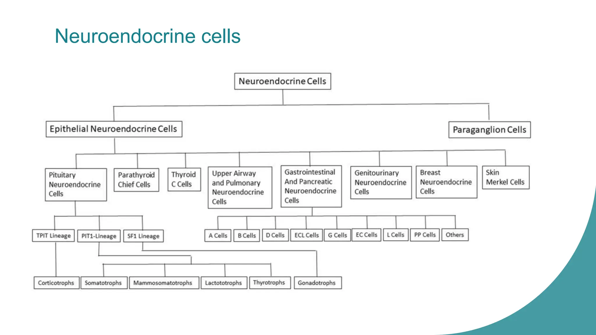 Overview of the 2022 WHO Classification of Pituitary.pptx