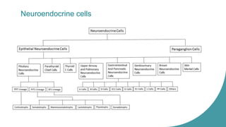 Overview of the 2022 WHO Classification of Pituitary.pptx
