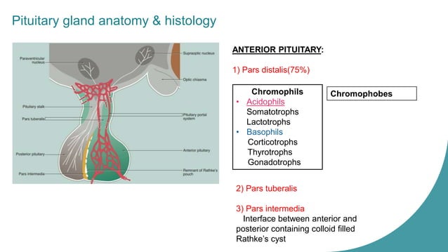 Overview of the 2022 WHO Classification of Pituitary.pptx | Endocrine ...