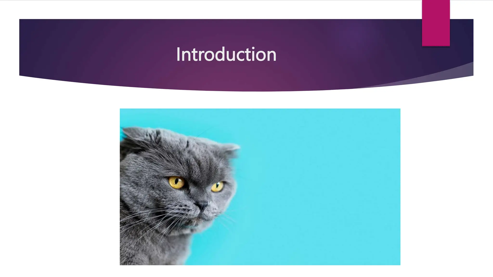 Overview of the Black Maine Coon cats.pptx