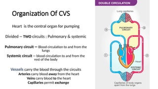 Overview of the Cardiovascular System.pptx