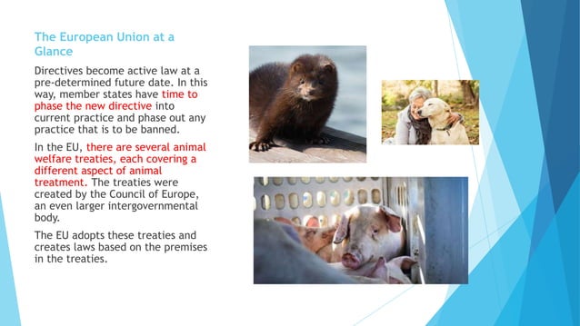 Overview of the Comparison Between US Animal Cruelty.pptx