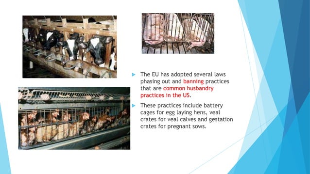 Overview of the Comparison Between US Animal Cruelty.pptx