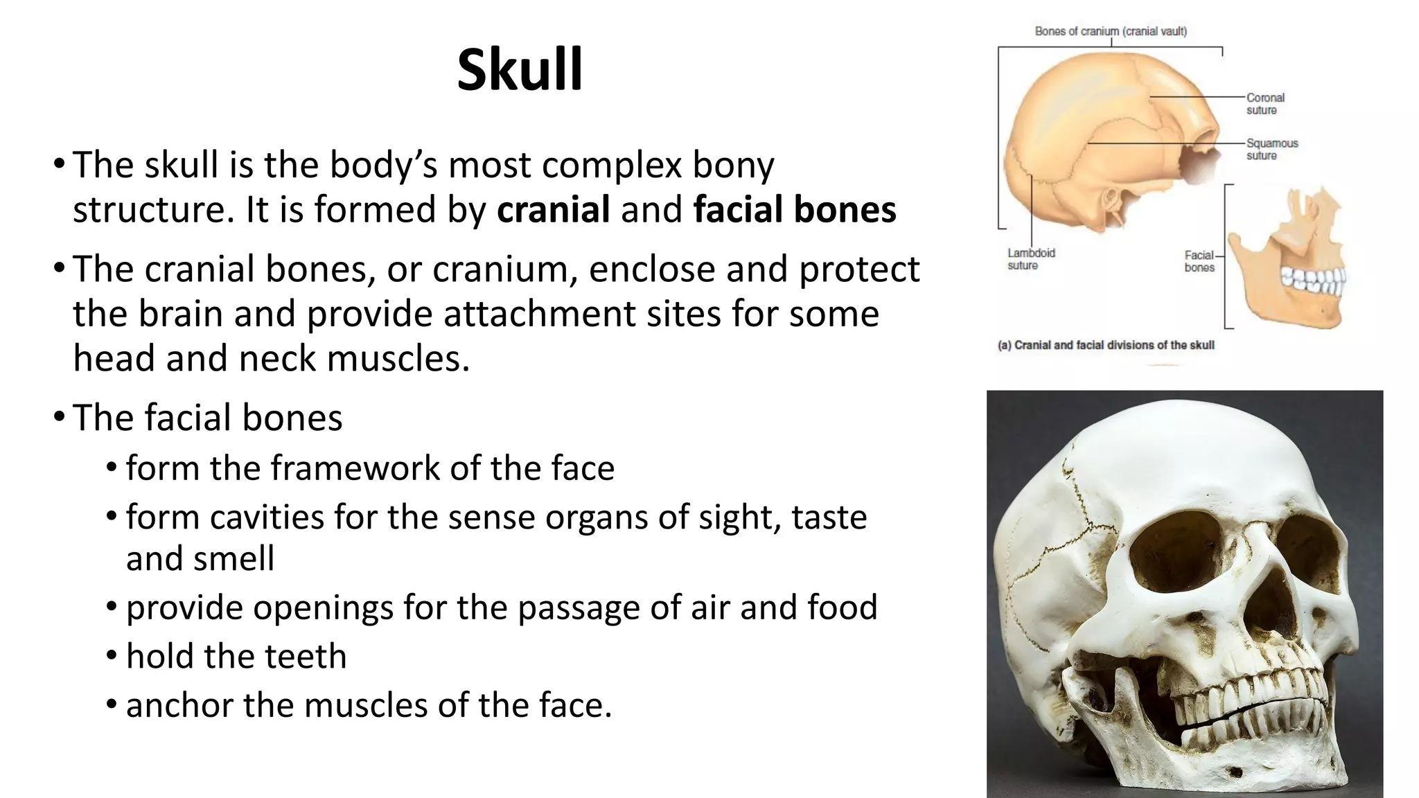 OVERVIEW OF THE HEAD REGION.pptx.pdf