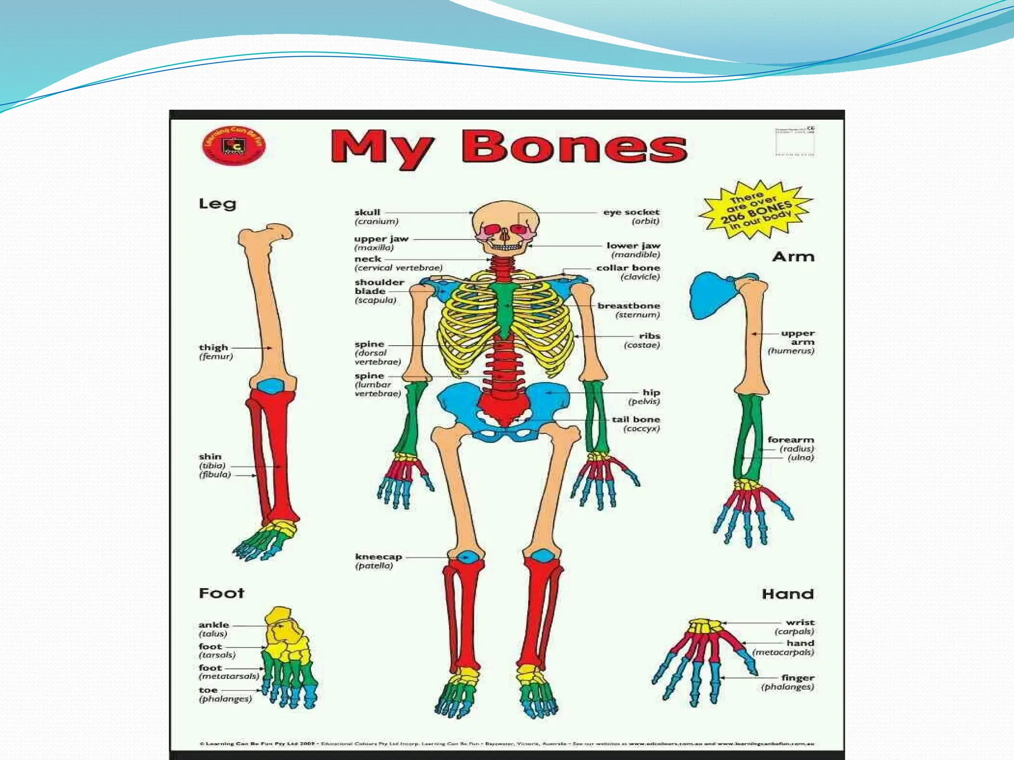 Overview of the Human Body.pptx all the parts of human body | PPT