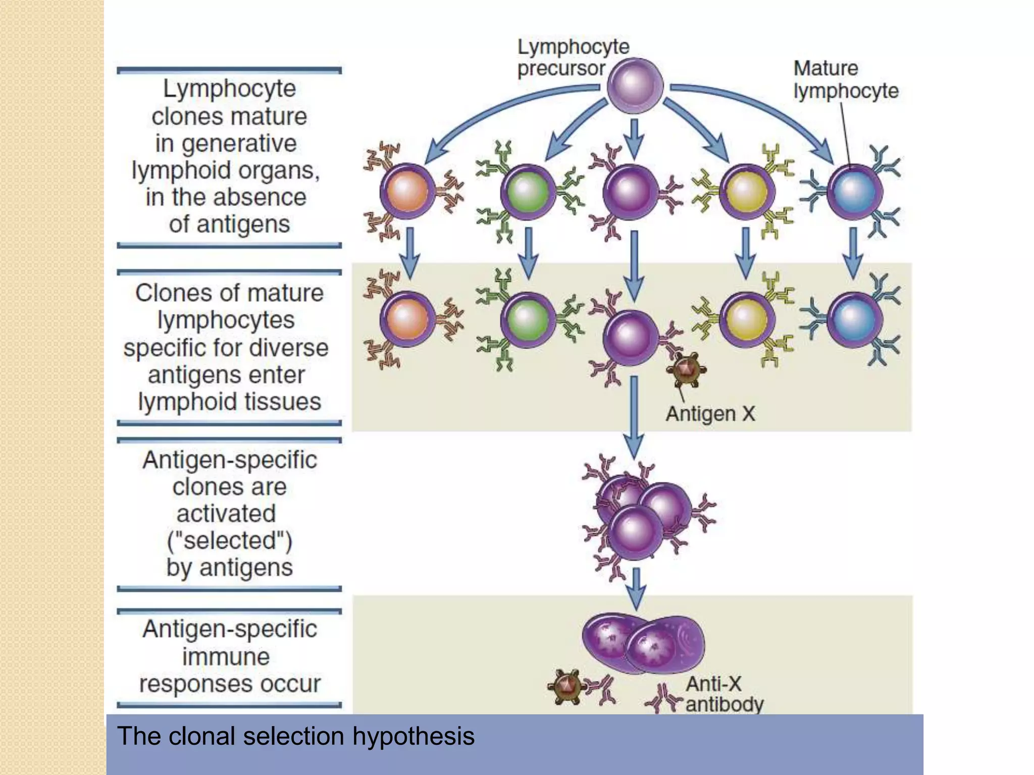 Overview of the immune system | PPTX