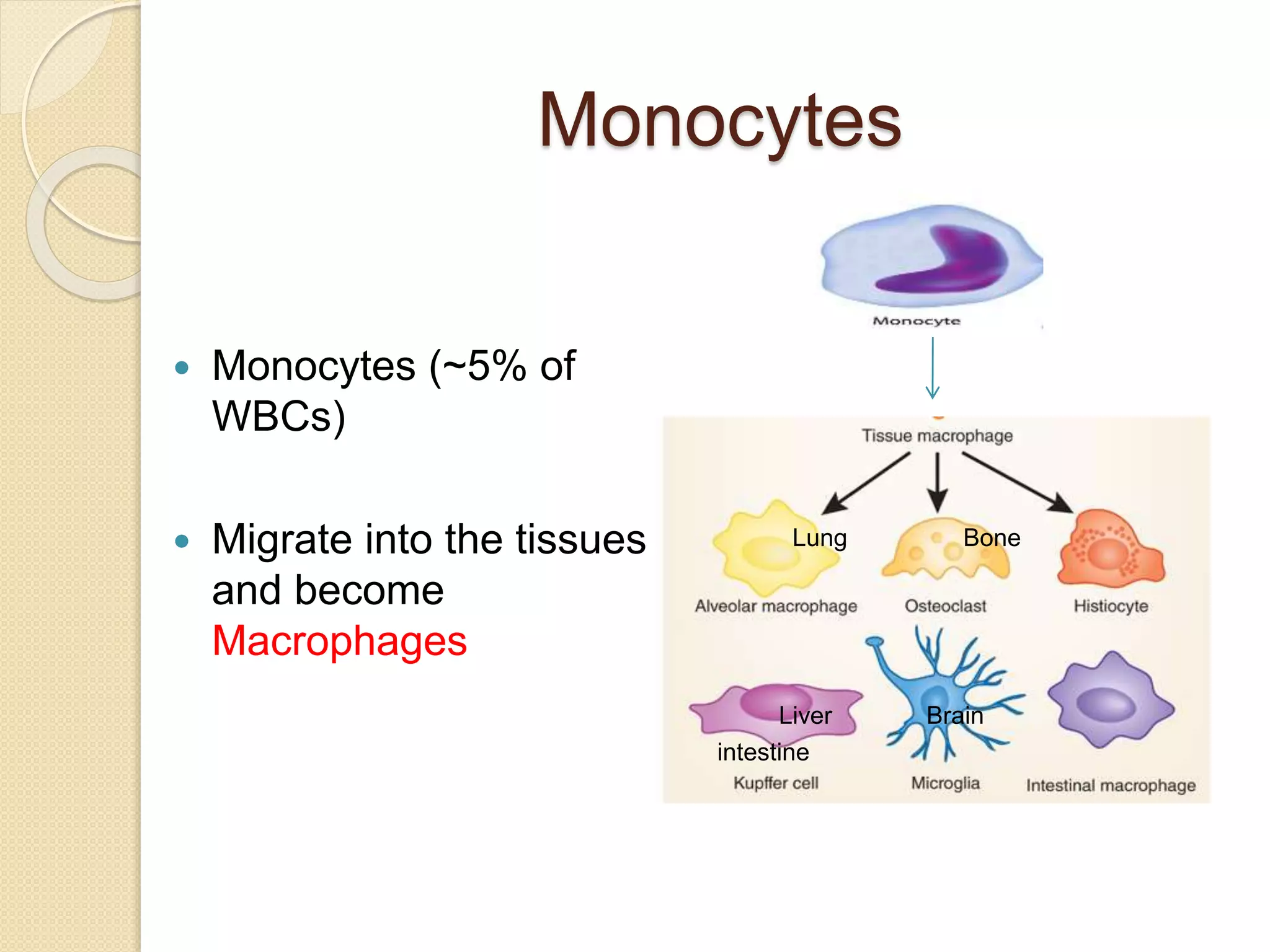 Overview of the immune system | PPTX