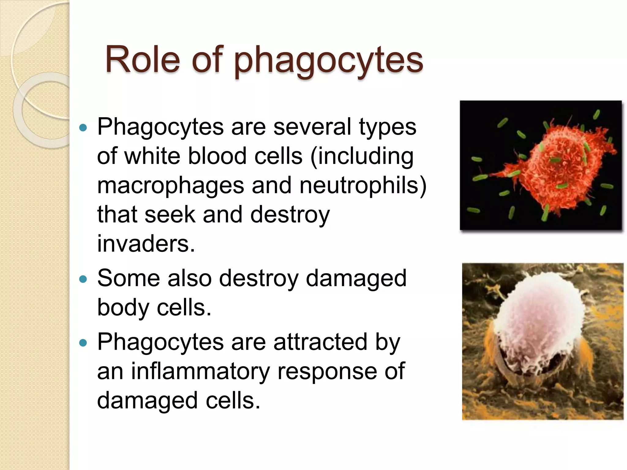 Overview of the immune system | PPTX
