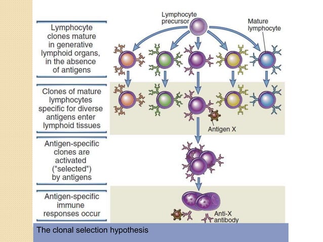 Overview of the immune system | PPTX | Infectious Diseases | Diseases ...