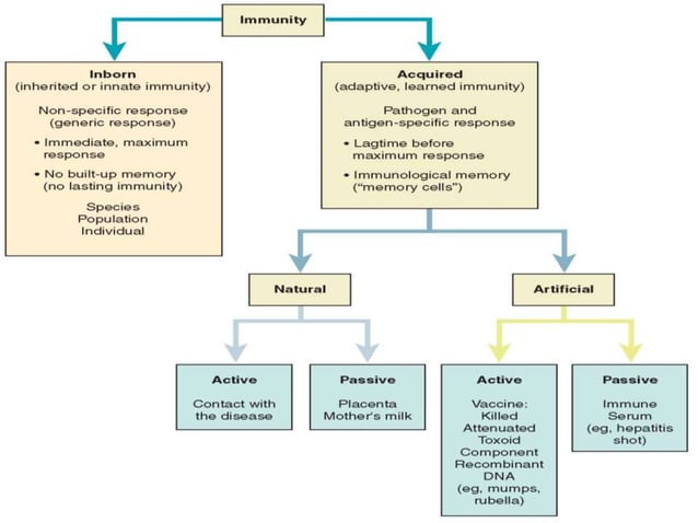 Overview of the immune system | PPTX | Infectious Diseases | Diseases ...