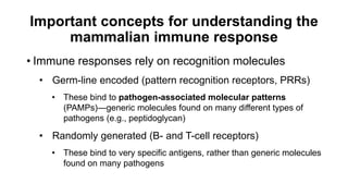 Overview of the immune system.pptx