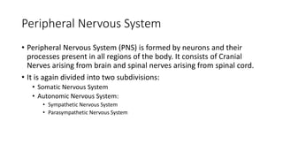 An Overview of the Human Nervous System.pptx