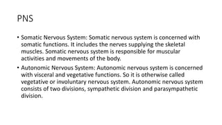 An Overview of the Human Nervous System.pptx