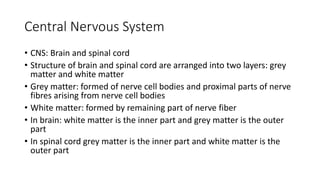 An Overview of the Human Nervous System.pptx