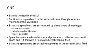 An Overview of the Human Nervous System.pptx