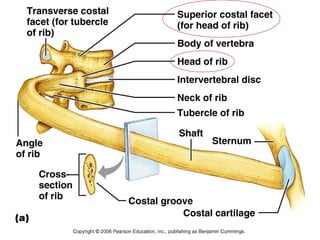 Overview Of The Skeleton Exercise 9 | PPT