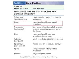 Overview Of The Skeleton Exercise 9 | PPT