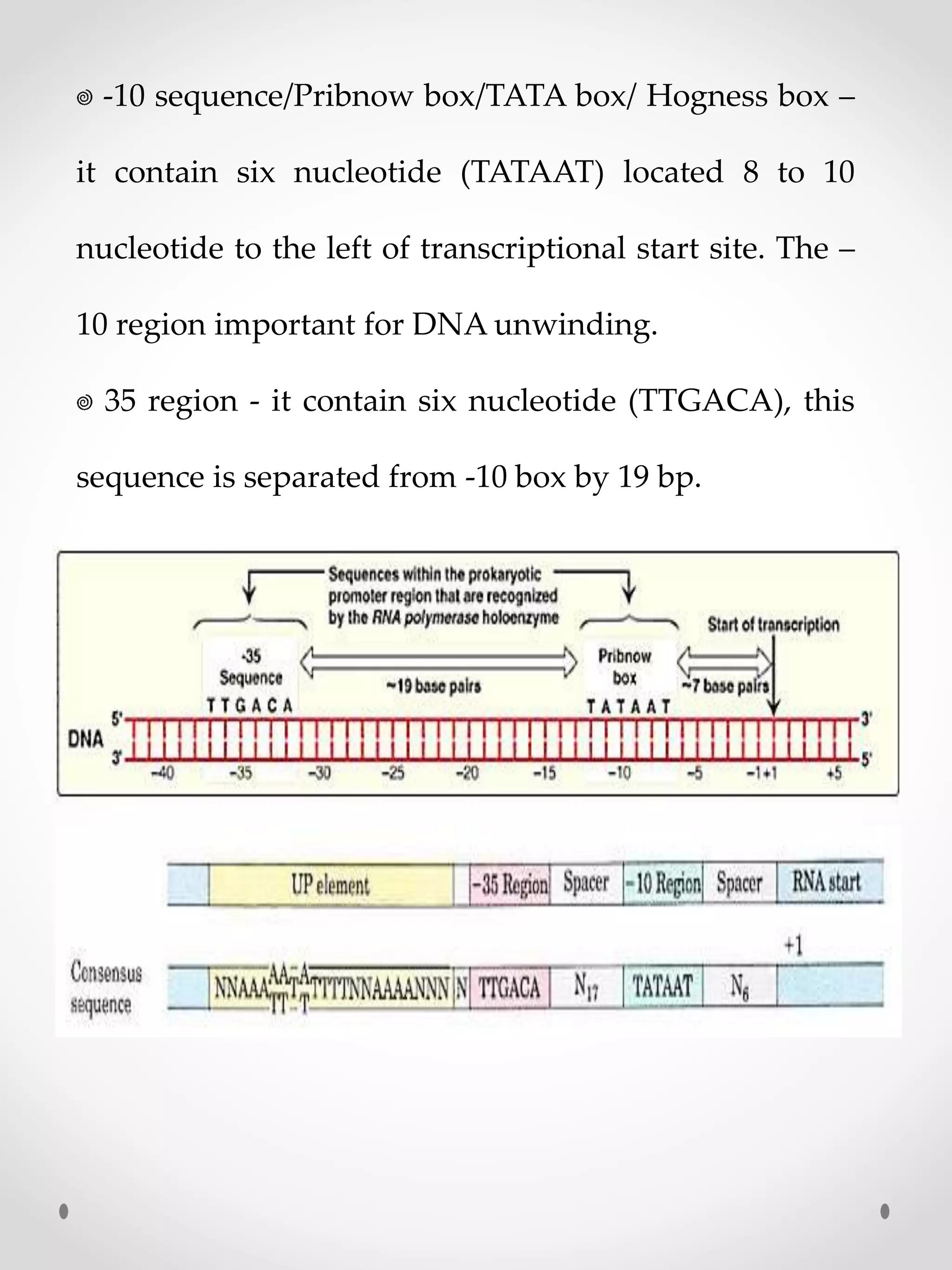 Overview of transcription | PPTX