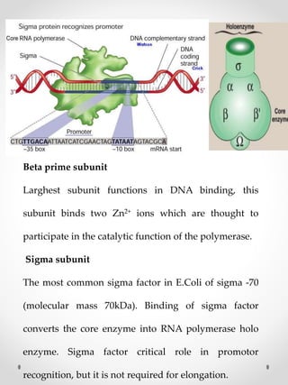 Prokaryotic Transcription Initiation Sigma Factor