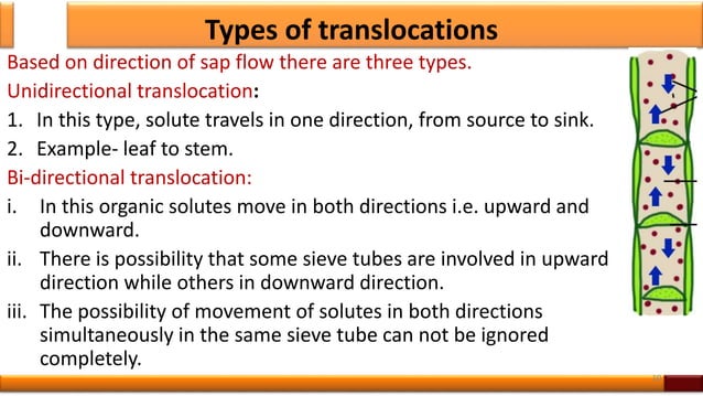 Overview of translocation(Phloem transport) | PPTX | Gardening | Home ...