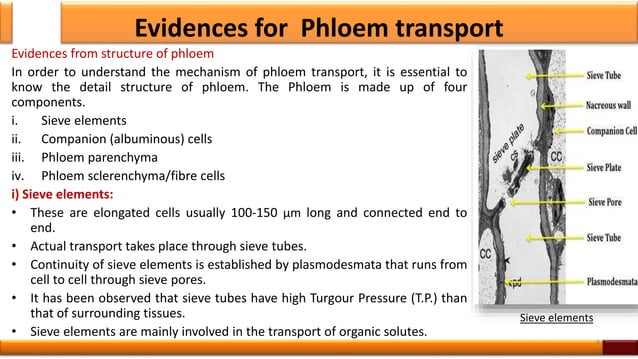 Overview of translocation(Phloem transport) | PPTX | Gardening | Home ...