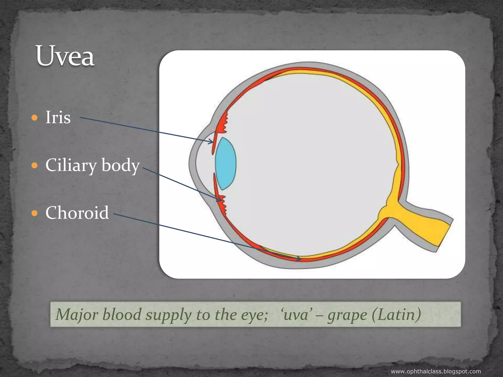 Overview Of Uveitis - Part1 Classification | PPTX