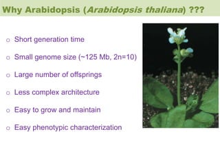 Overview on arabidopsis and rice genome | PPT
