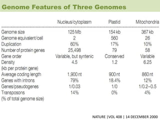 Overview on arabidopsis and rice genome | PPT