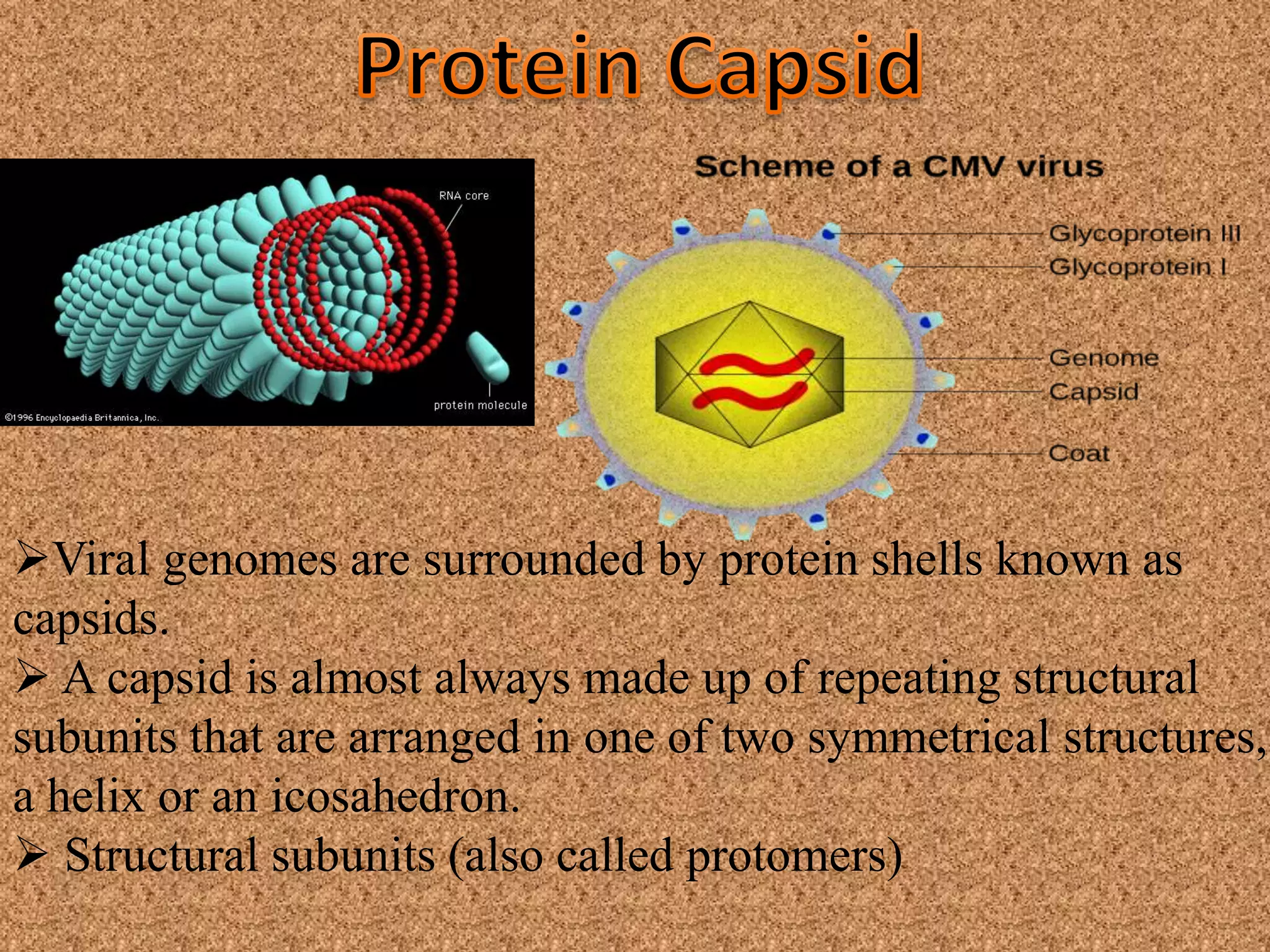 Overview on pandemic viral infections | PPTX