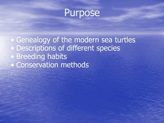 Overview On Sea Turtles | PPT