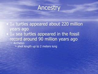 Overview On Sea Turtles | PPT