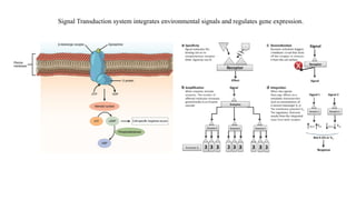 Overview on Signal Transduction System.pptx