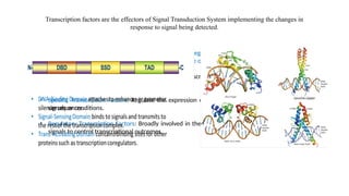 Overview on Signal Transduction System.pptx
