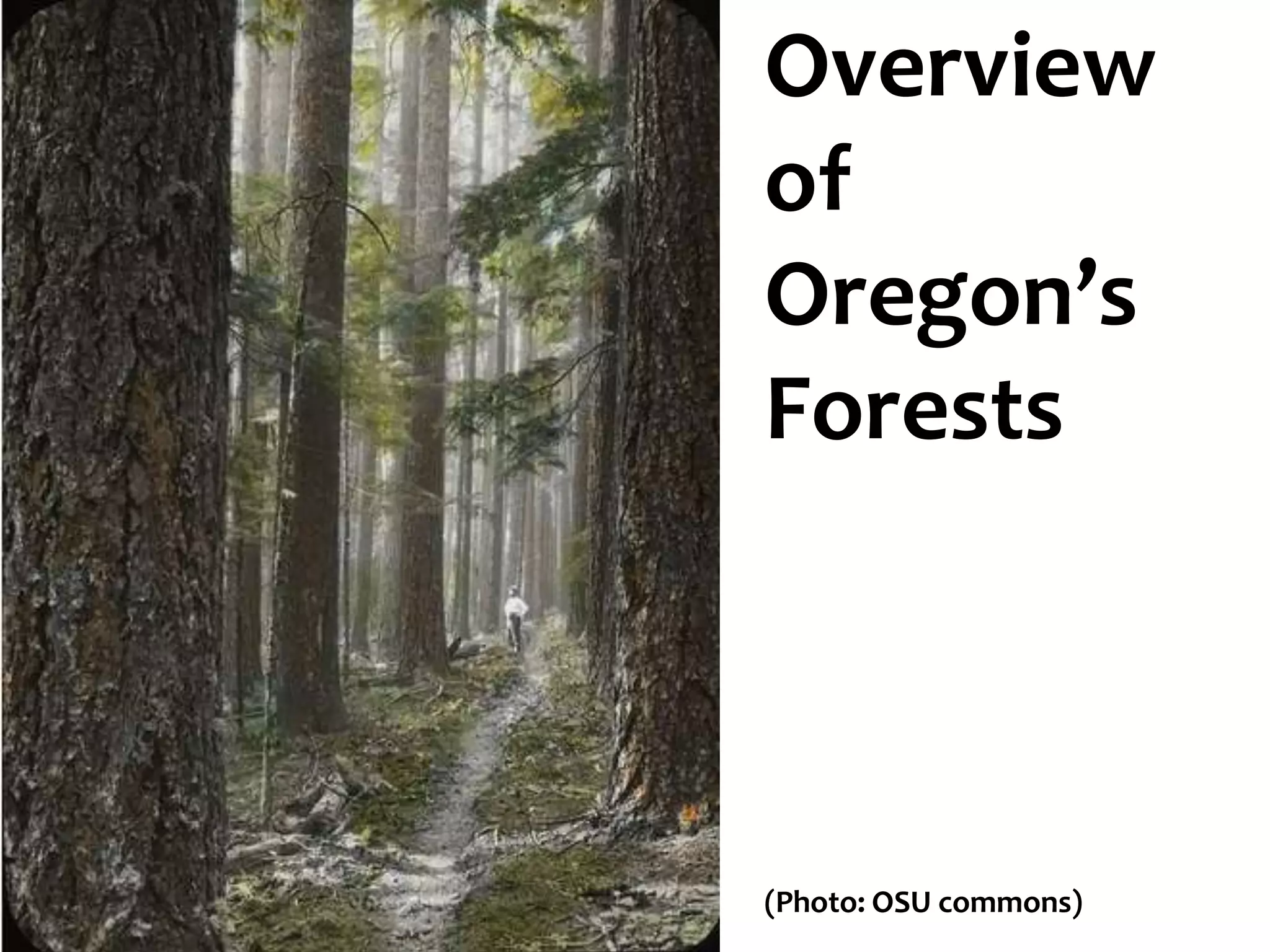 Overview Oregon's forests | PPTX