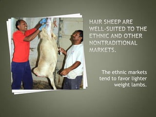 An overview of sheep and goat marketing | PPTX