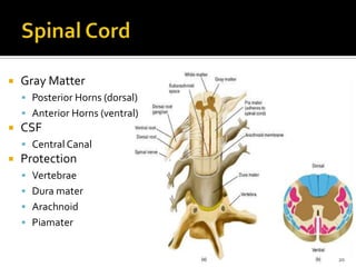 Overview sistem saraf | PPTX