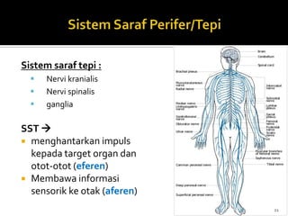 Overview sistem saraf | PPTX