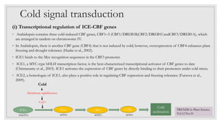 Overviews of cold tolerance regulatory mechanisms | PPTX