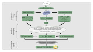 Overviews of cold tolerance regulatory mechanisms | PPTX
