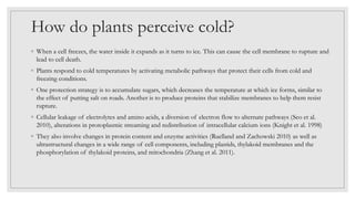 Overviews of cold tolerance regulatory mechanisms | PPTX