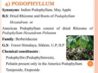 Overview of cancers plants | PPTX