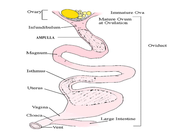 Oviduct.pc