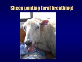 Ovine progressive pneumonia | PDF