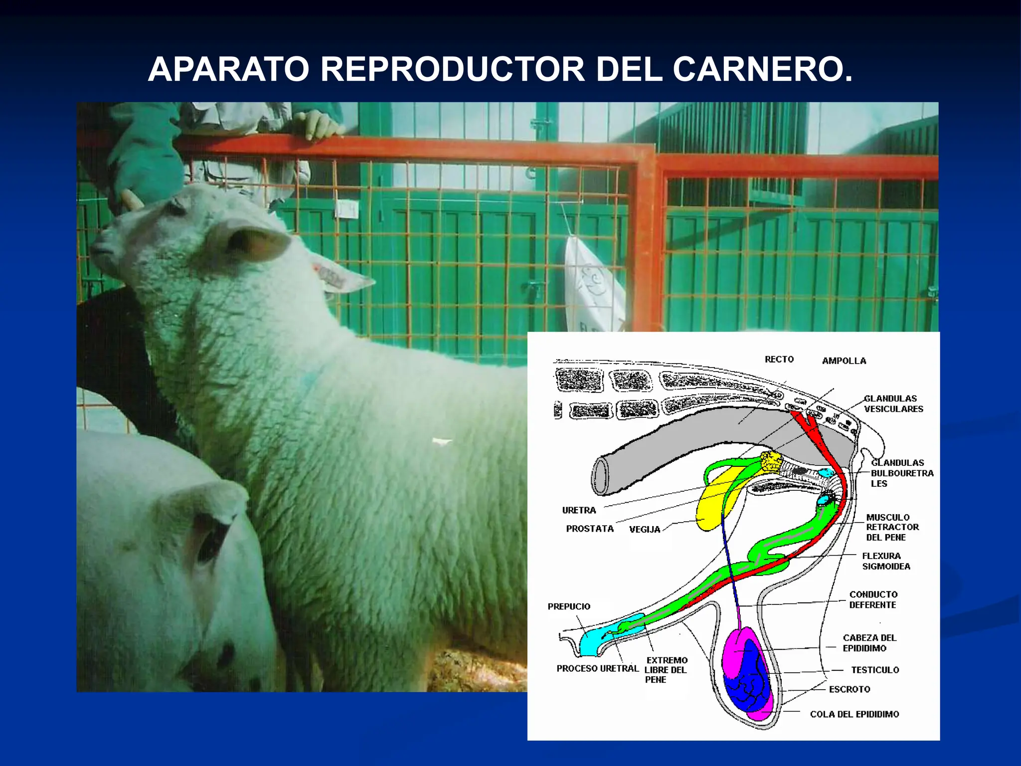 Anatomía Reproductiva De La Oveja