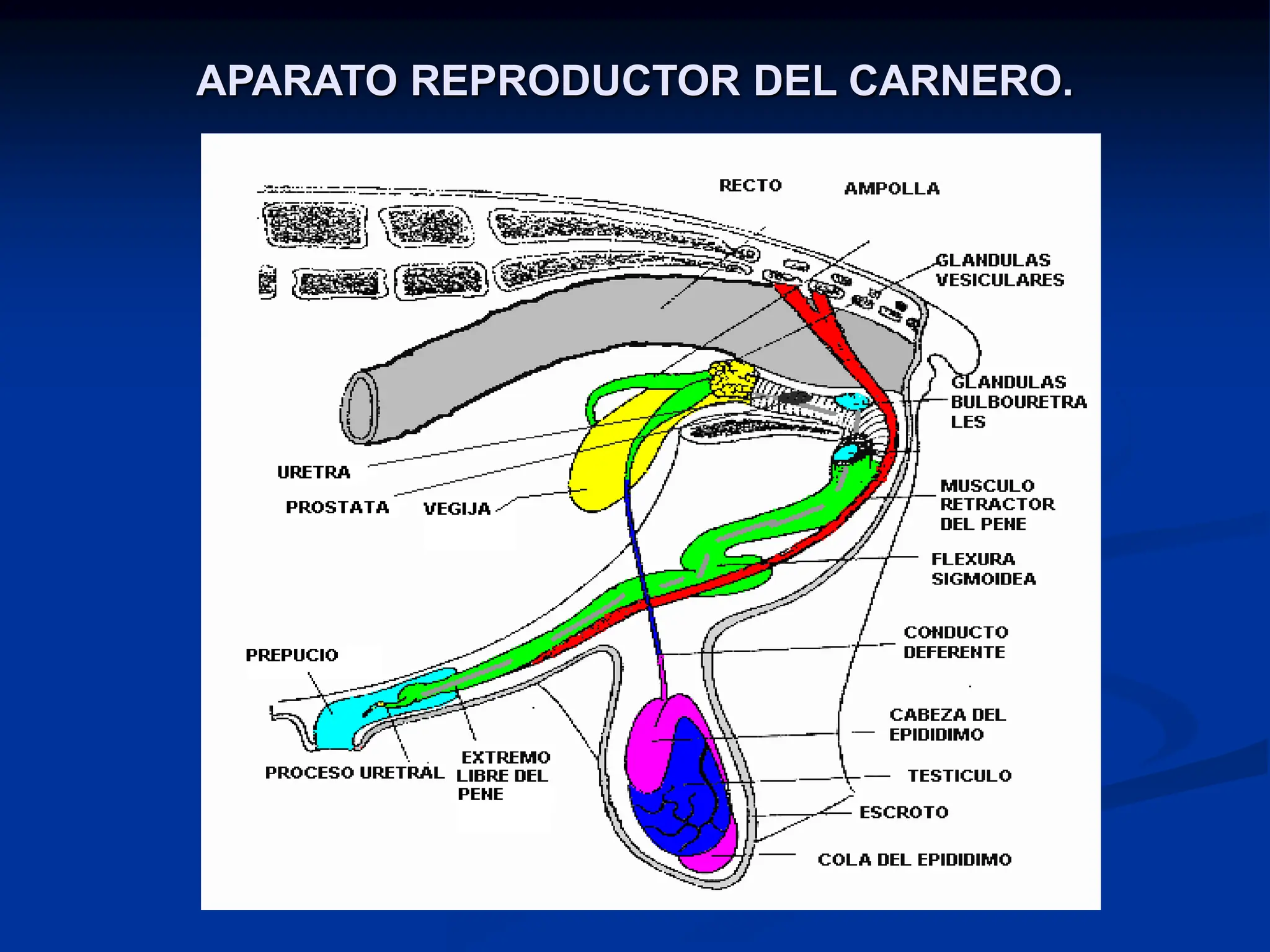 OVINO - ANATOMIA APARATO REPRODUCTOR.ppt