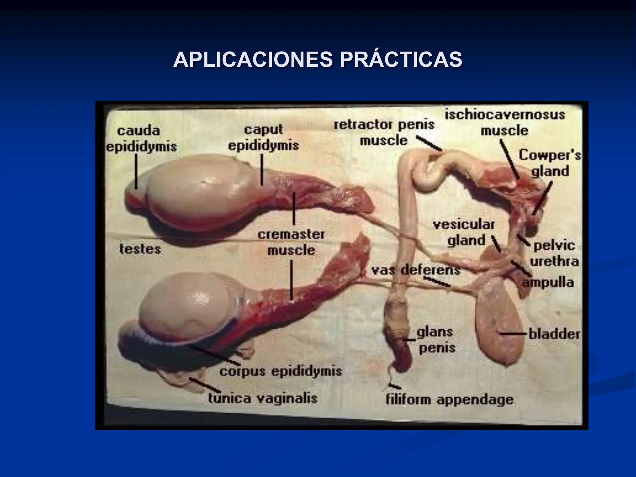 OVINO - ANATOMIA APARATO REPRODUCTOR.ppt