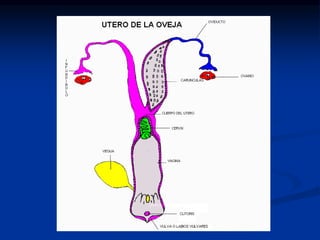 OVINO - ANATOMIA APARATO REPRODUCTOR.ppt