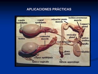OVINO - ANATOMIA APARATO REPRODUCTOR.ppt